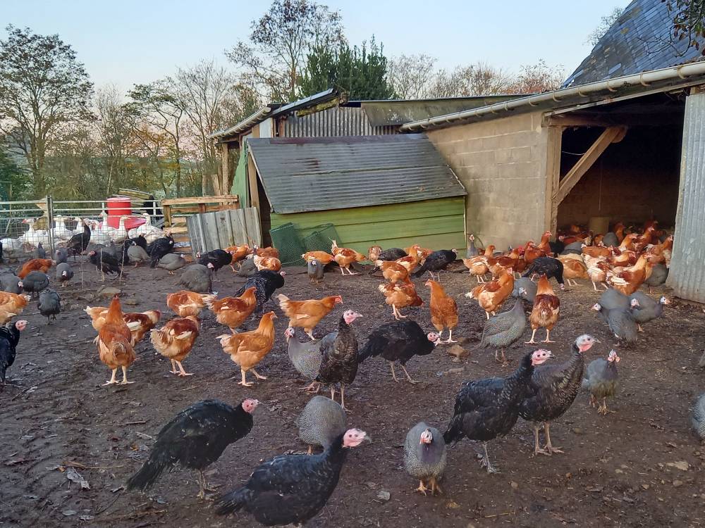 Eleveur de volailles Laval : Poulet, Dinde, Canard, Pintade, Chapon